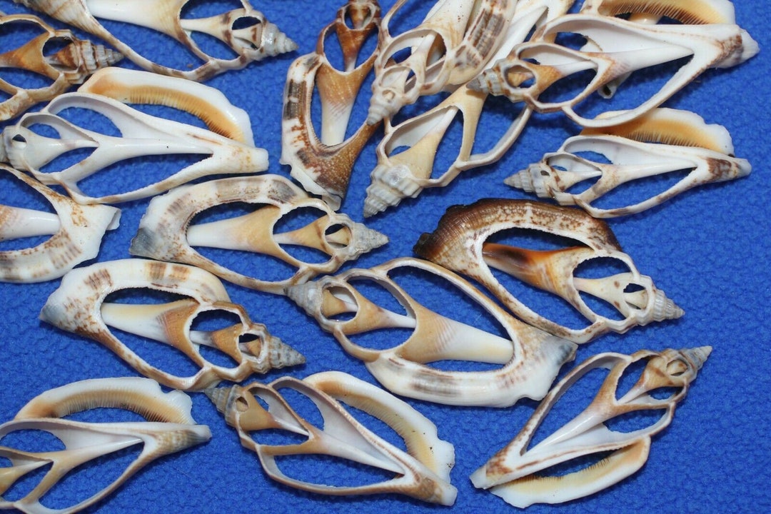 1st Quality Center Cut Sliced Seashells for Crafts Strombus Urceus CS ...