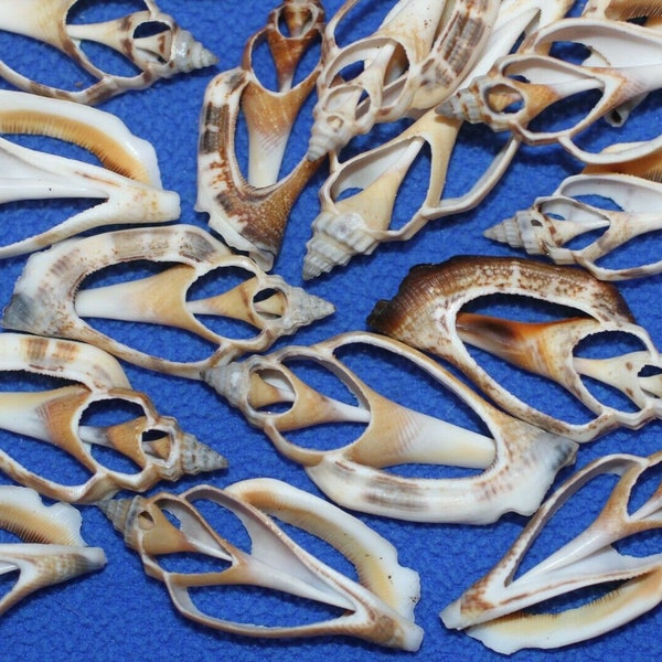 Cut Seashells - Etsy