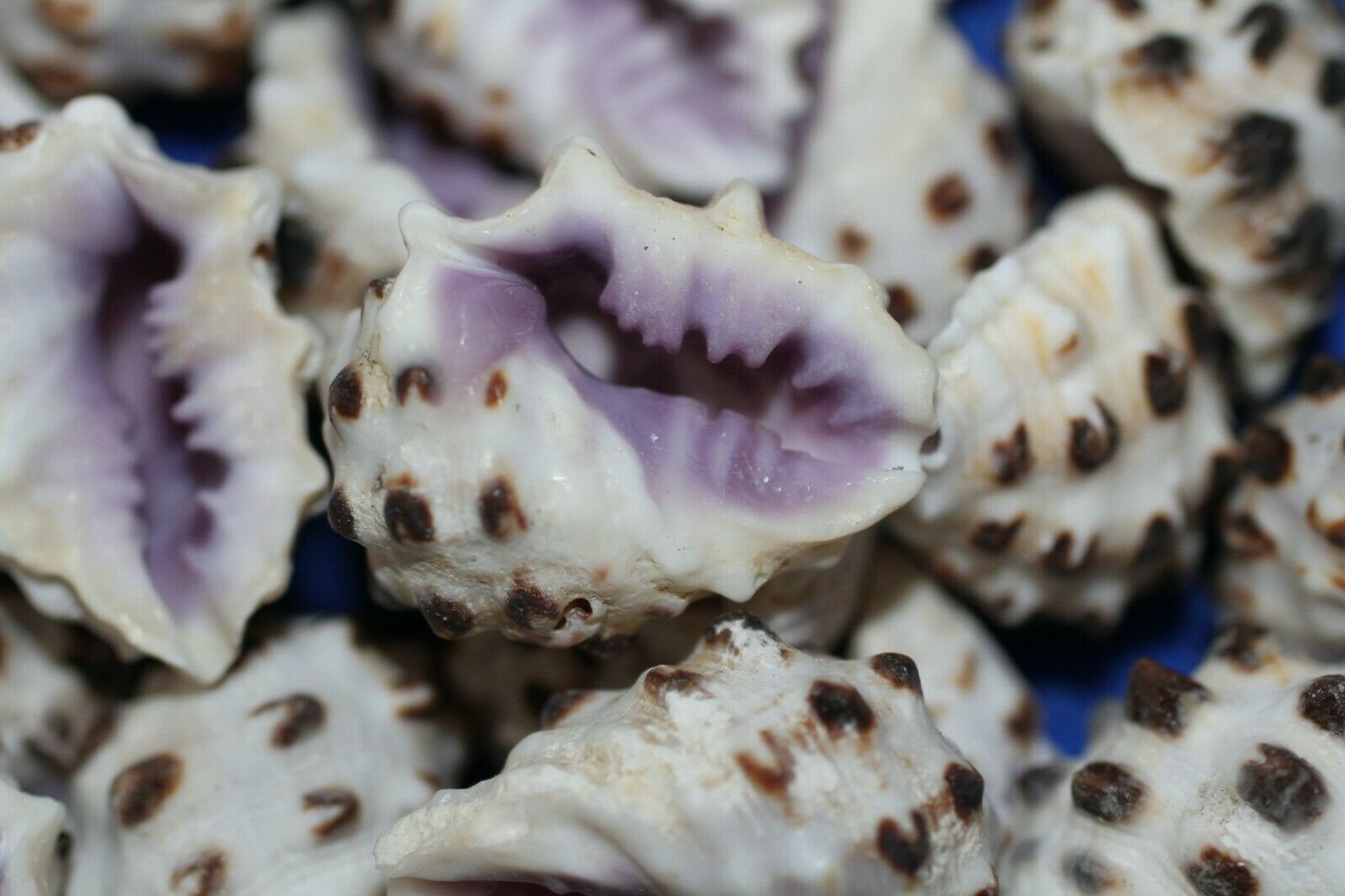 Purple Passion Drupa Morum Sea Shells 1st Quality Volume - Etsy