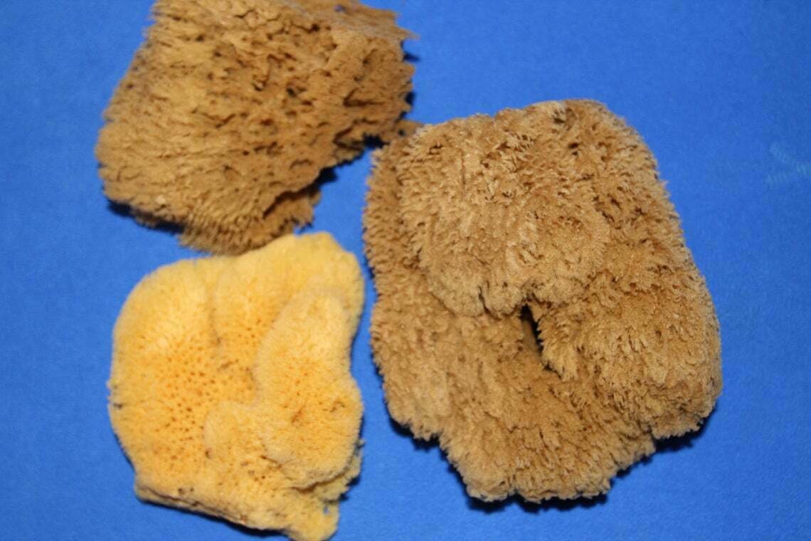3 Large Natural Sea Sponges 5 Inch to 7 Inch / 1 Flat Side / - Etsy