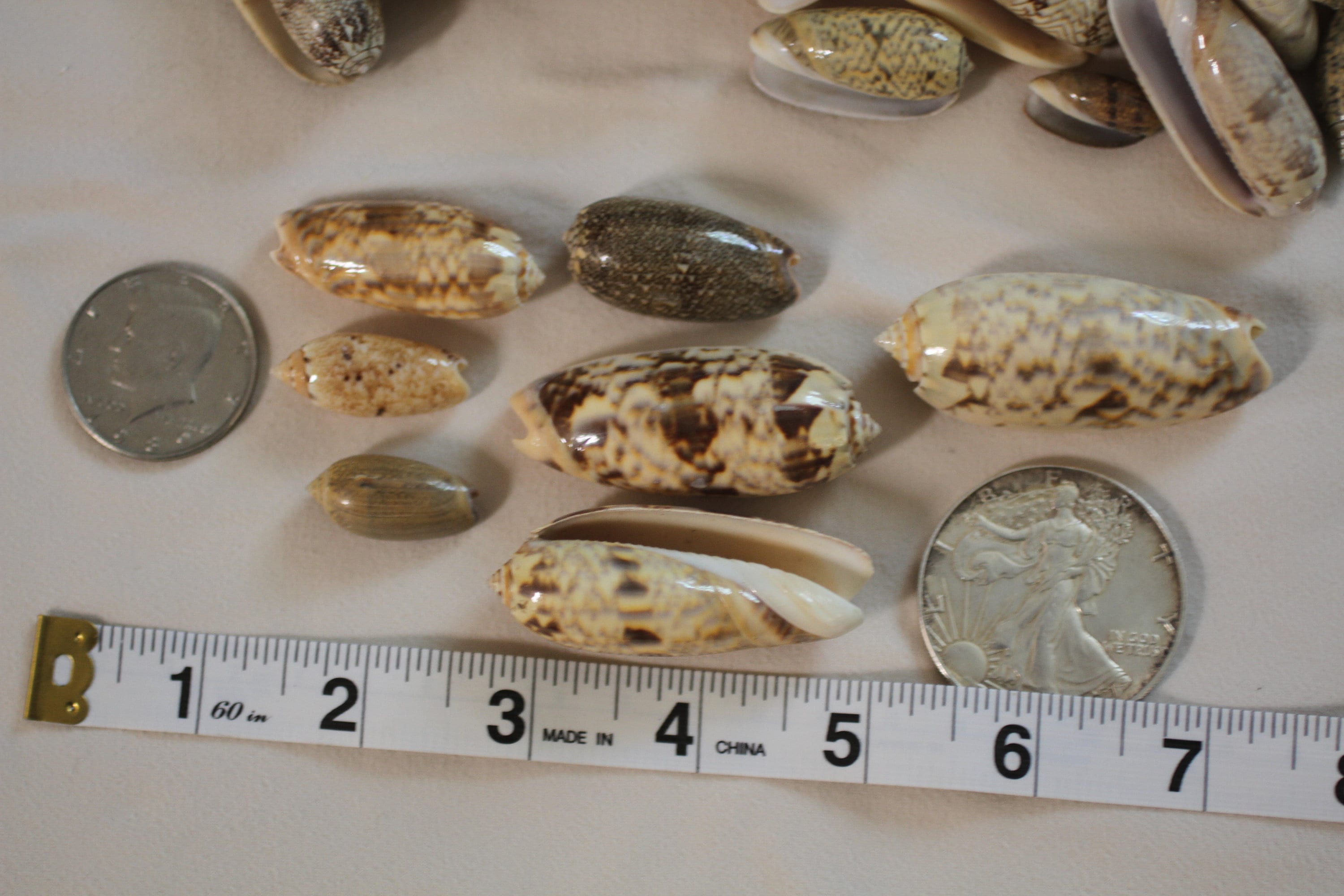 Assorted Olive Sea Shells for Shell Crafts SS-156 | Etsy