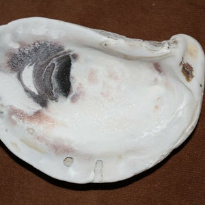 1 Inch to 3 Inch Size Range, Tumbled Oyster Shells, Small Fast Free ...
