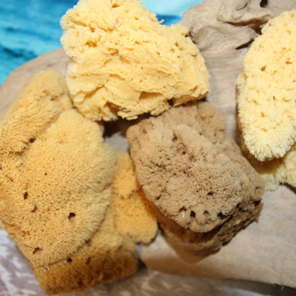 Sea Sponges - Etsy