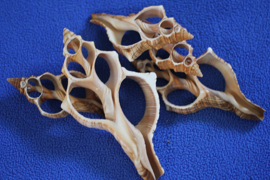 Fox Shells Cut Shell, Shell Craft , Craft Supplies, Christmas Gift ...