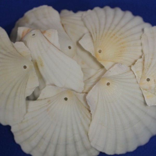 Shells - Etsy