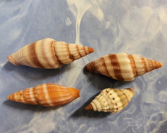 Tiarella Stictica Mitra Shell Approx. 1-1/2/40mm. - Etsy