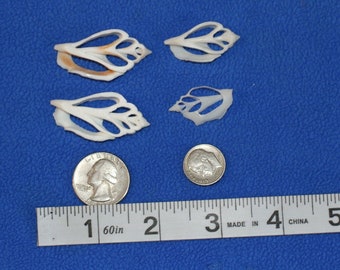 Center Cut Sliced White Chula Craft Shells select 11-1/2 10 Shells - Etsy