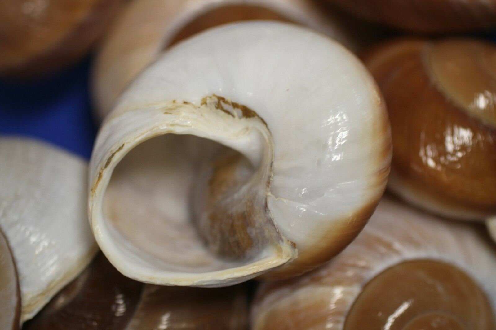 Large Snail Shells 2 2 3/4 Beach Decor Vase | Etsy