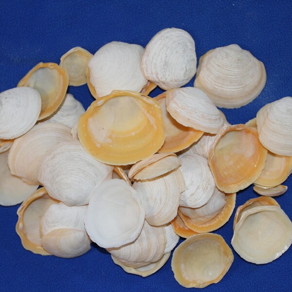 Craft Seashells - Etsy