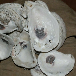 1 Inch to 3 Inch Size Range, Tumbled Oyster Shells, Small Fast Free ...