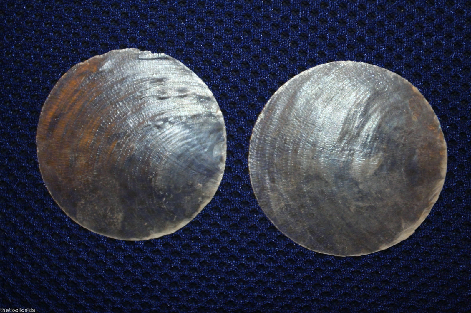 Capiz Shells / Quantity Discount Priced 1 1/2 Inch CZ-321 | Etsy