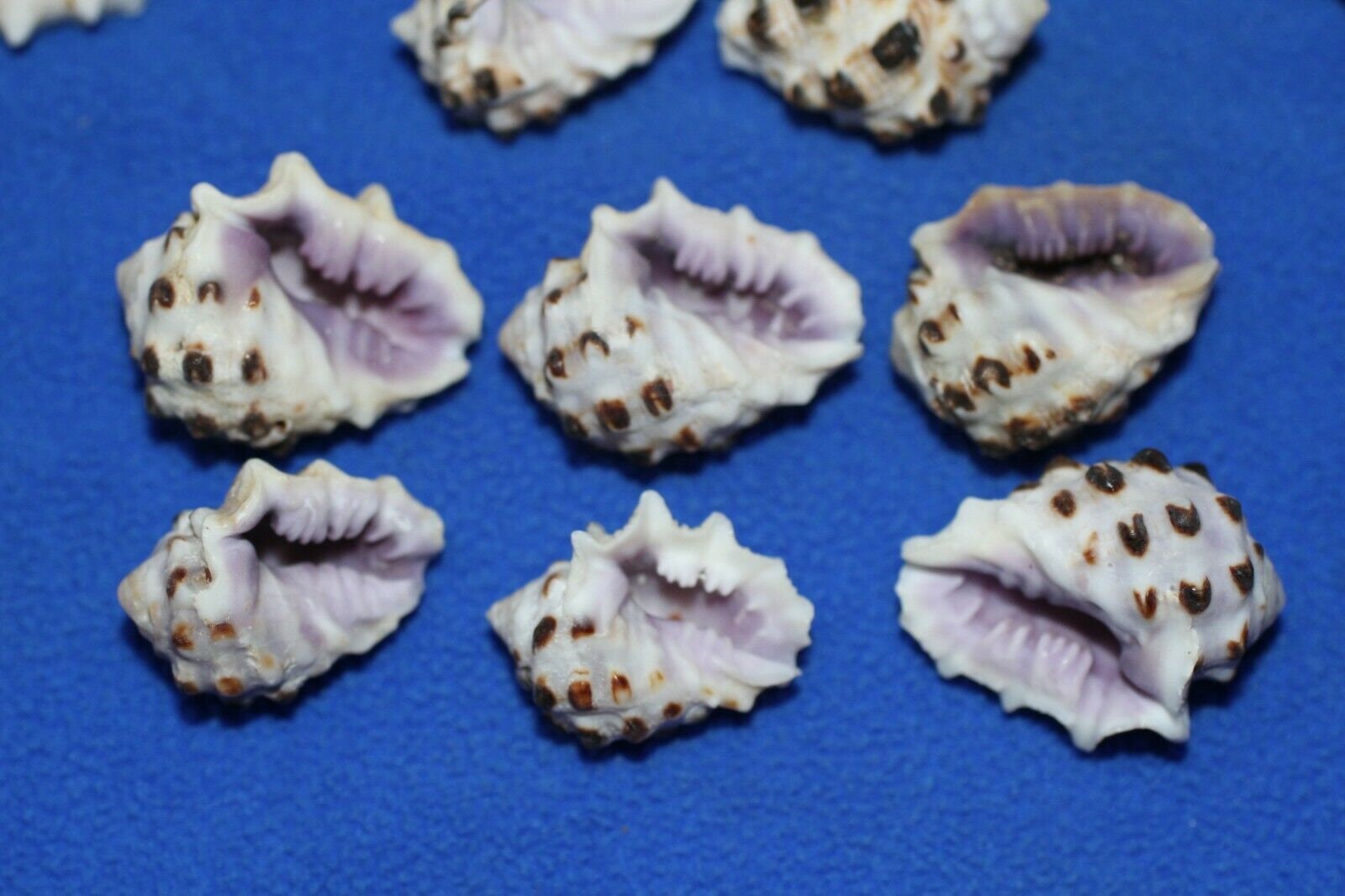 Purple Passion Drupa Morum Sea Shells 1st Quality Volume - Etsy