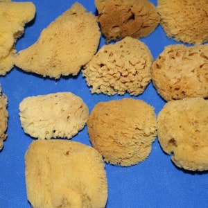 Craft Ready Pre-cleaned Natural Sea Sponges 2 Inch to 4 Inch / SS-27 ...