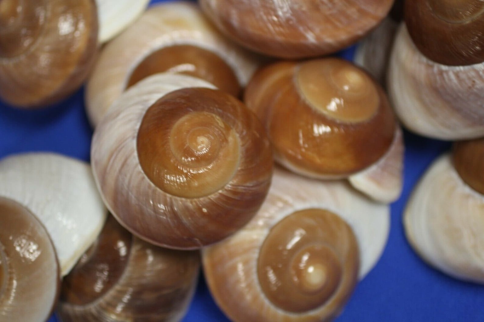 Large Snail Shells 2 2 3/4 Beach Decor Vase | Etsy