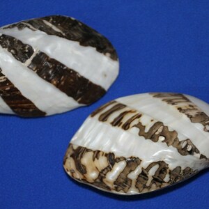 Beach Wedding Bridal Party Favors Whole Pearlized Clamshells Identical ...