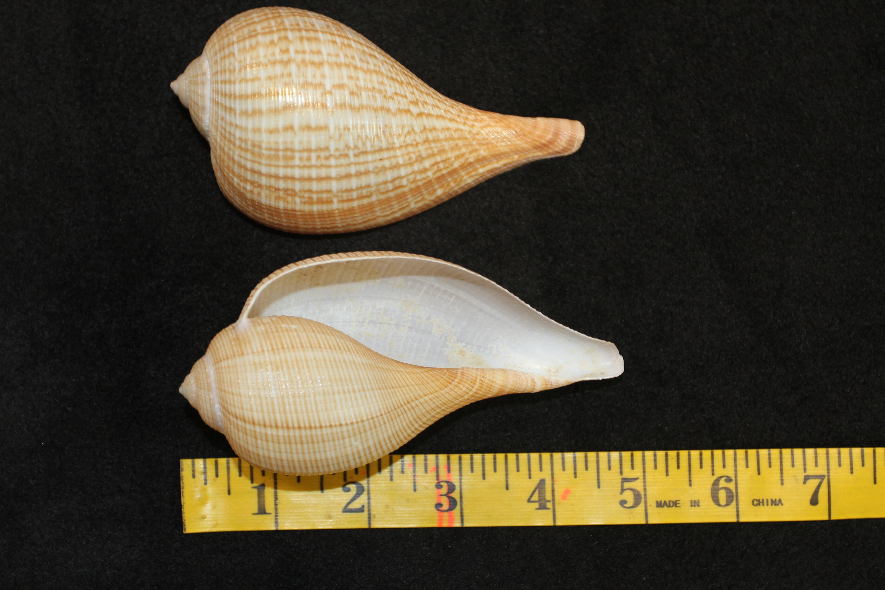 Paper Fig Shell