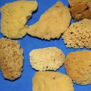 Craft Ready Pre-cleaned Natural Sea Sponges 2 Inch to 4 Inch / SS-27 ...