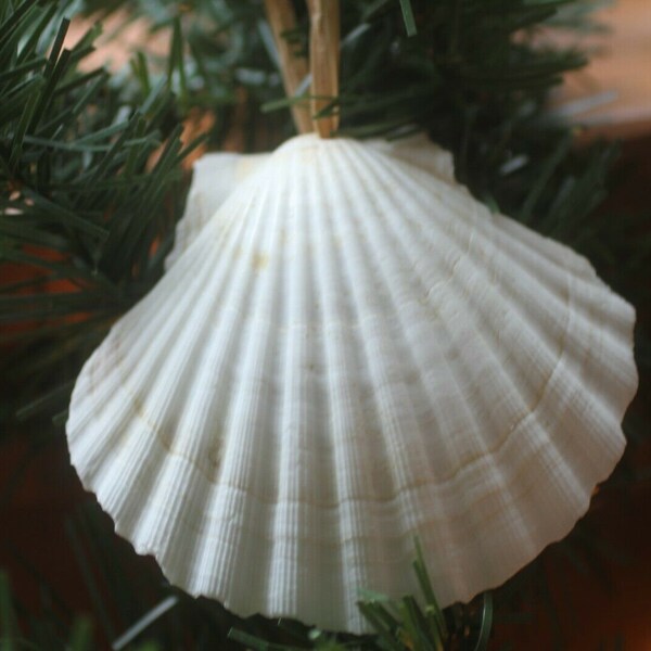 Drilled Seashells - Etsy
