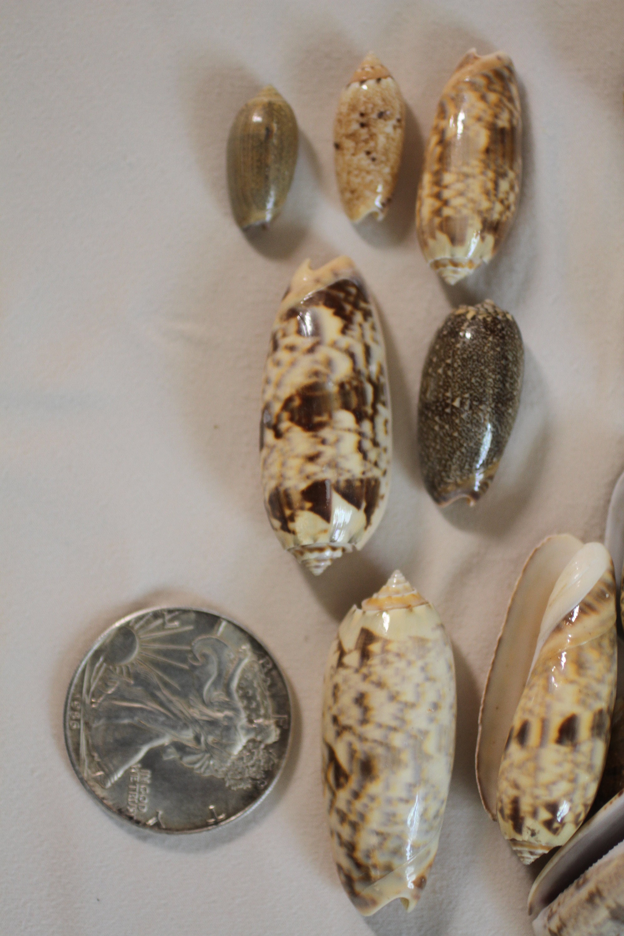 Assorted Olive Sea Shells for Shell Crafts SS-156 | Etsy