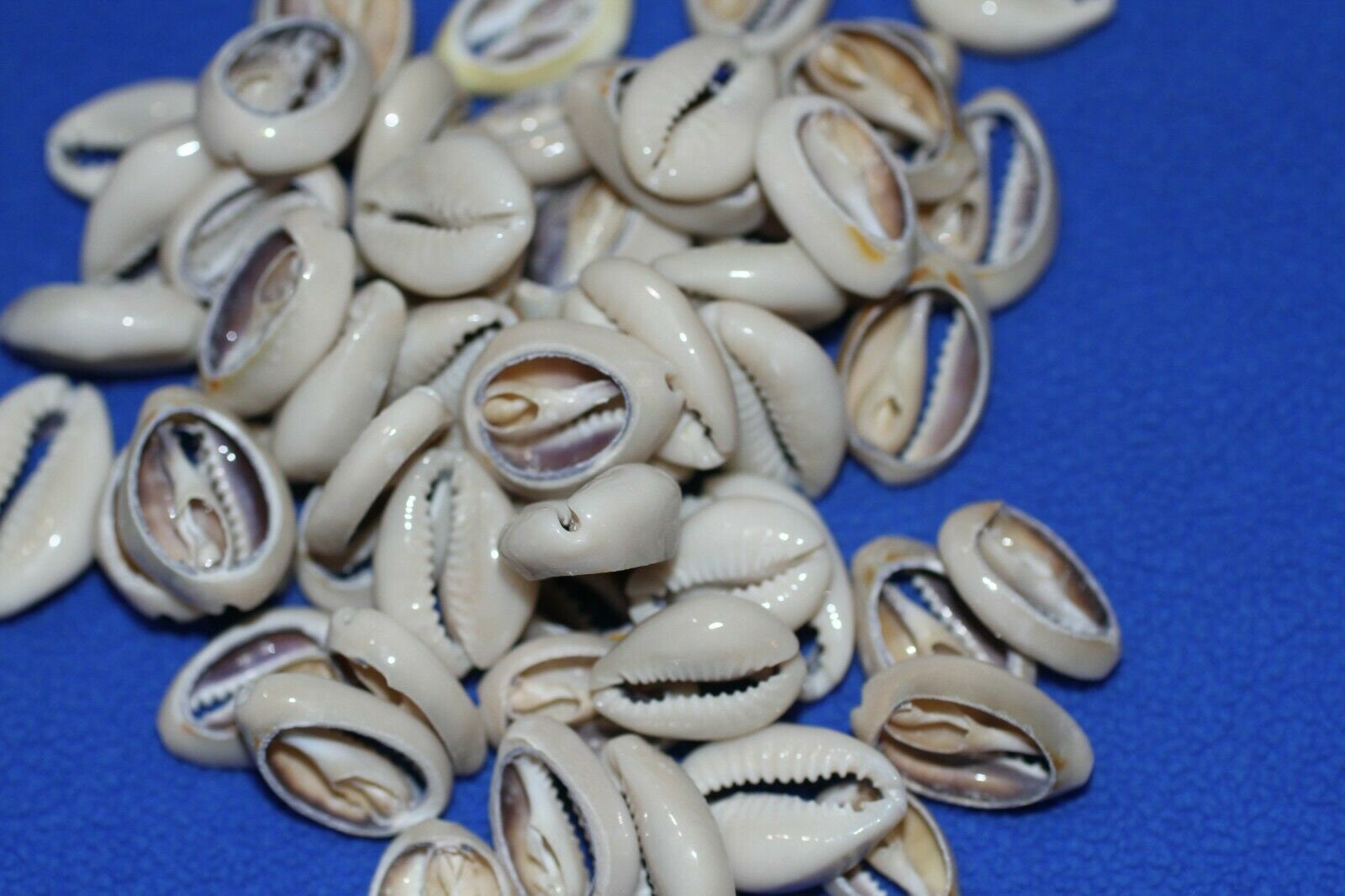 Center Cut Ring Top Cowry Seashells / Cowries Shells Ringers | Etsy