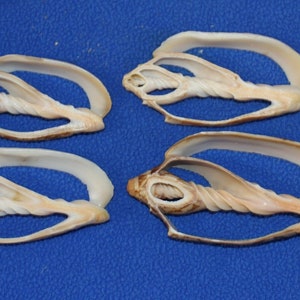 Large Sliced Seashells for Sailor Valentines Crafts 2 1/4 3 Inch Sizes ...