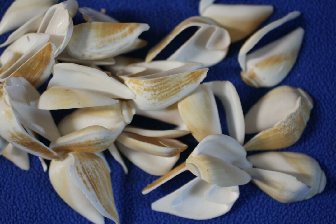 Sliced Canarium Seashells Half-cuts 1st Quality CS-12 Fast - Etsy
