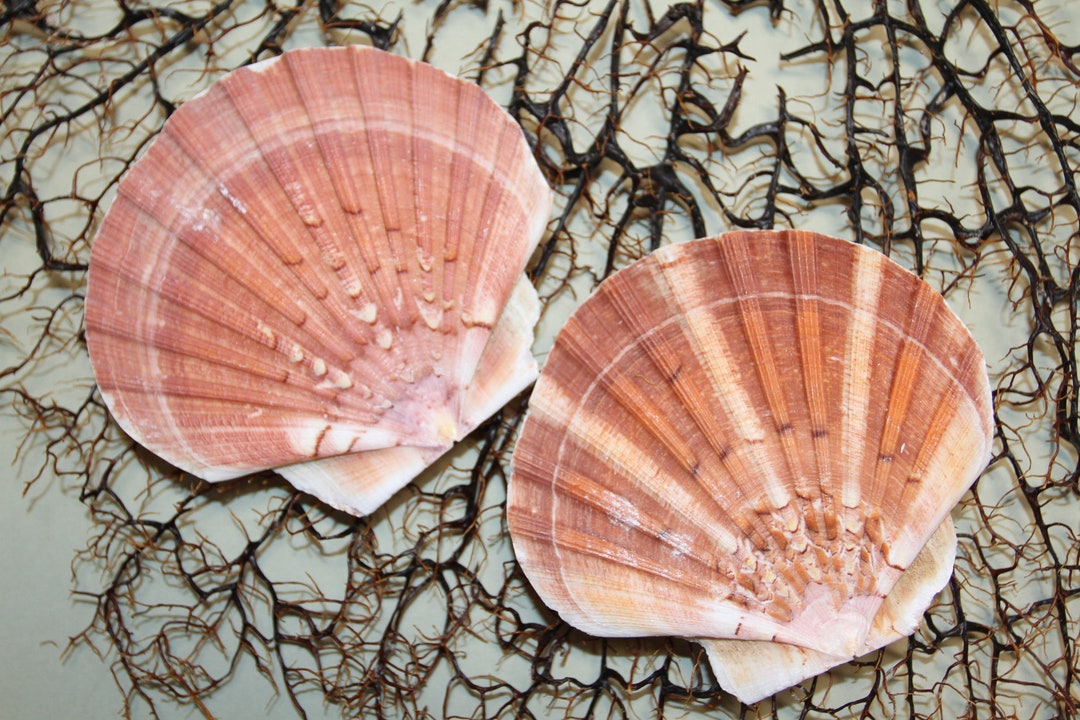 Irish Flats Craft Seashells Flat Craft Supply Irish - Etsy