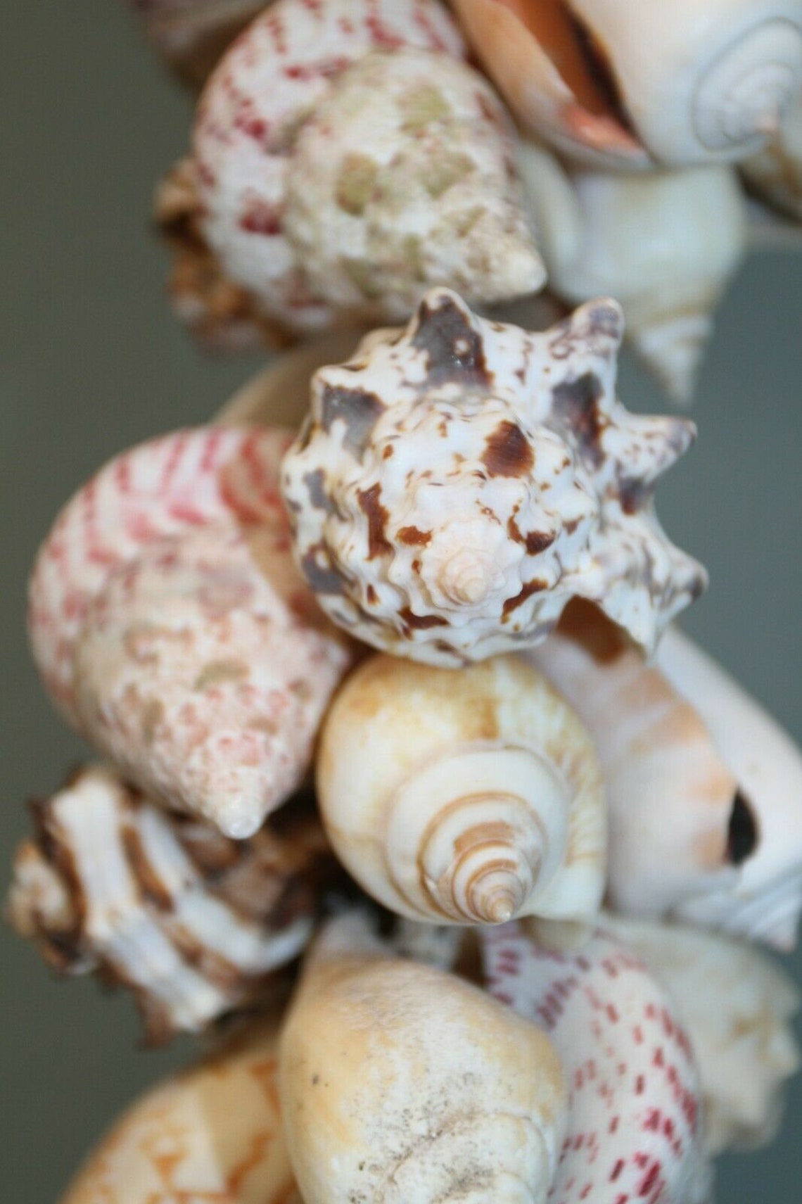 Lots of Seashells Clustered Together for Hanging Decor Mobile | Etsy