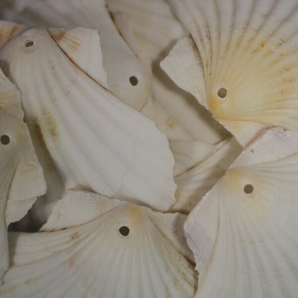 Drilled Seashells - Etsy