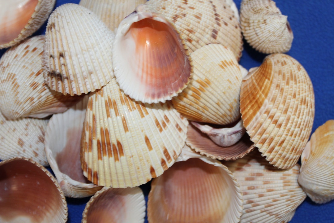 COCKLE SHELLS, Gulf of Mexico, Shell Craft, Craft Supply, Self ...