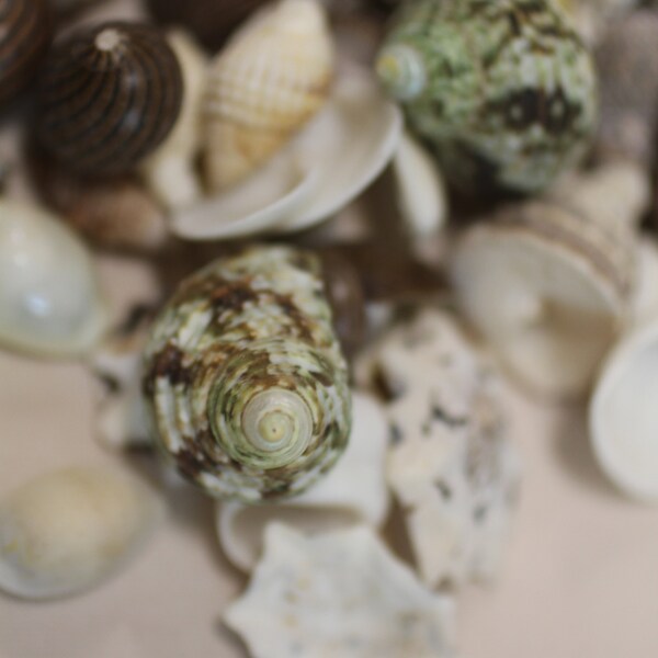 Assorted Seashells - Etsy