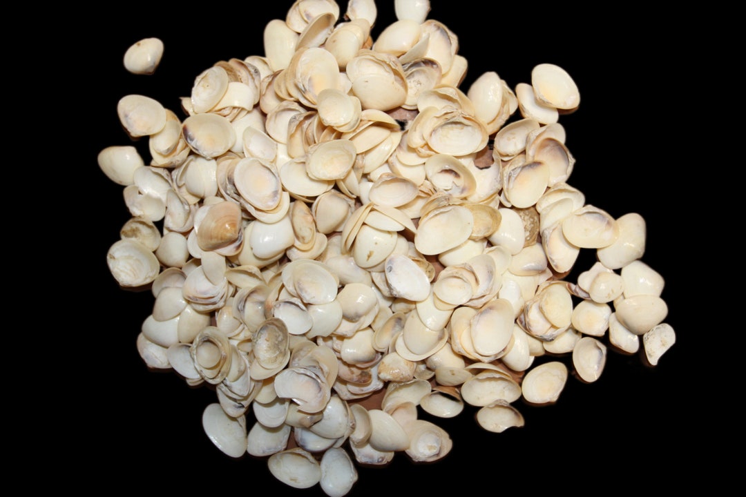 Tan CAY CAY Seashells Tiny Clam Shells Craft Supply Sold by the Pound ...