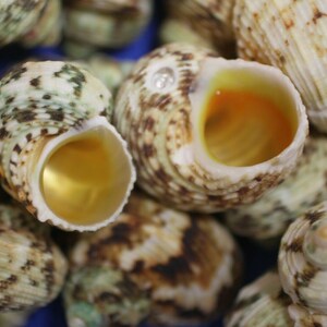 DIY Seashell Cross Shells, Turbo Goldmouth Seashells, 1 1/4 1 1/2, SS ...