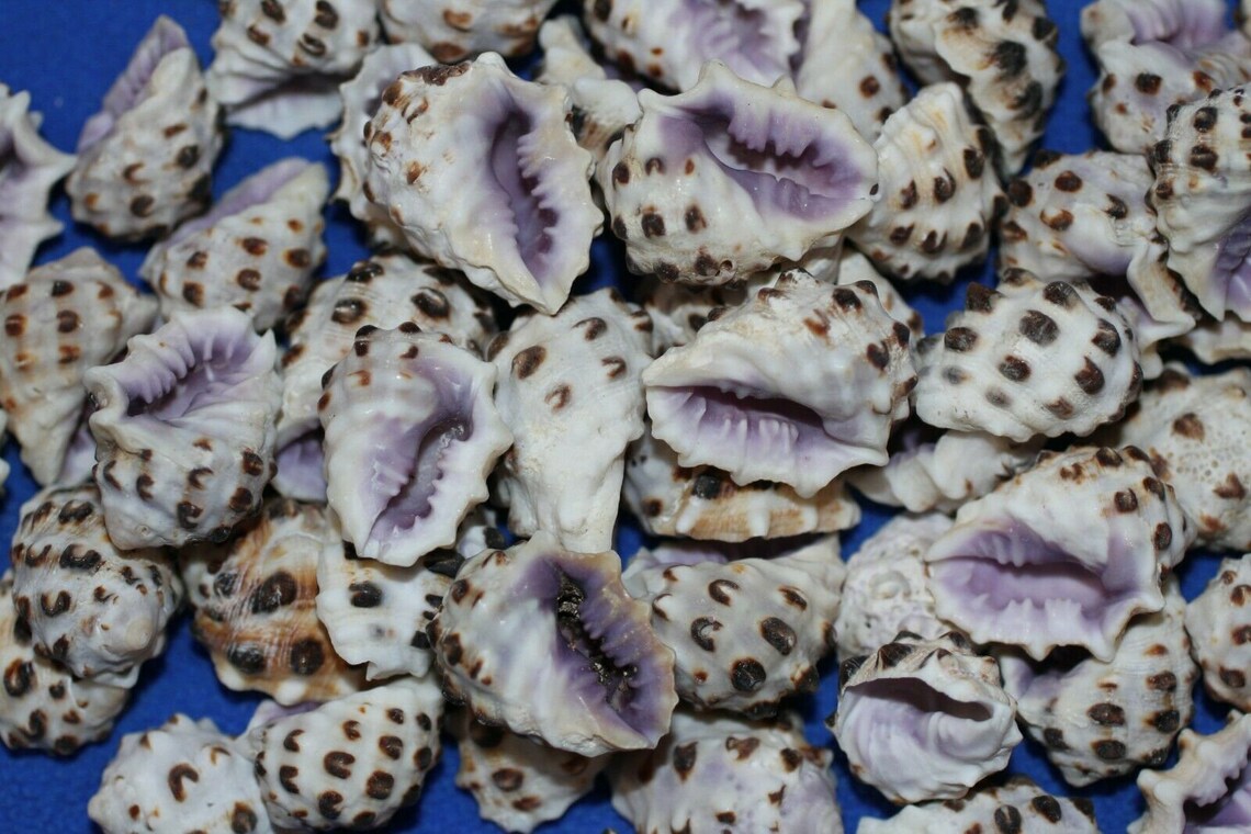 Purple Passion Drupa Morum Sea Shells 1st Quality Volume - Etsy