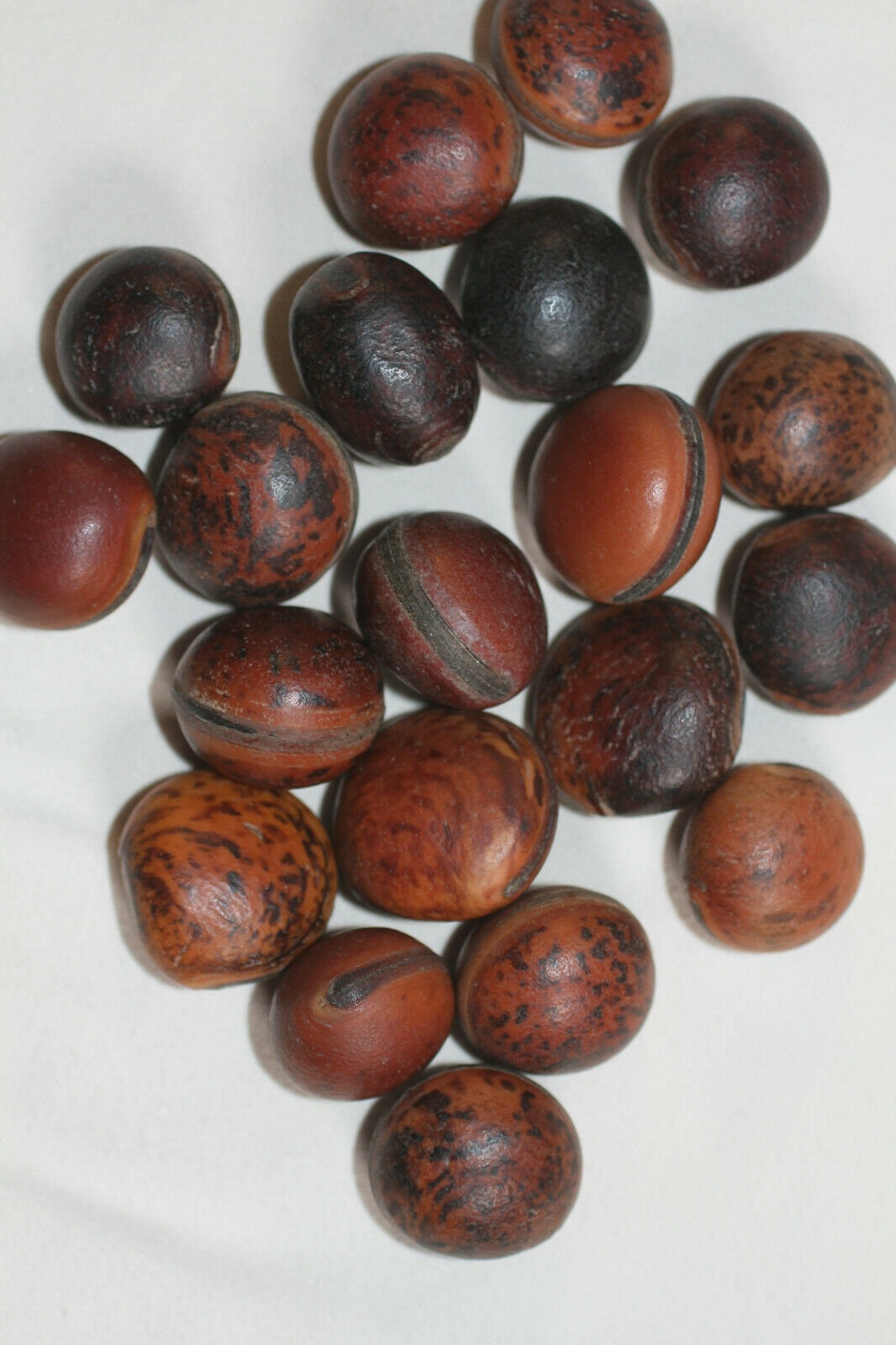 Outdoor & Gardening 1 Piece Nature Collection Hamburger Seabeans Seeds ...