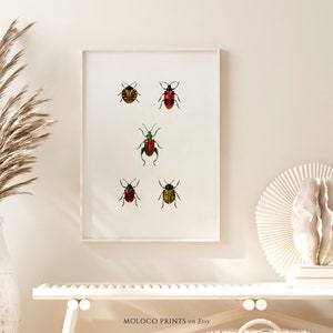 Antique Beetles, Vintage Bug Insect Poster, Animal Decor, Printable ...
