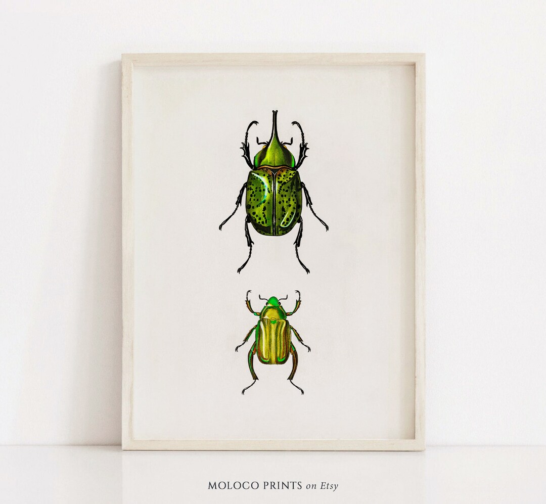 Scarab Beetle, Vintage Bug Insect Poster, Animal Decor, Printable Wall ...