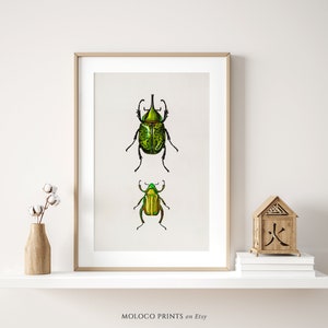 Scarab Beetle, Vintage Bug Insect Poster, Animal Decor, Printable Wall ...