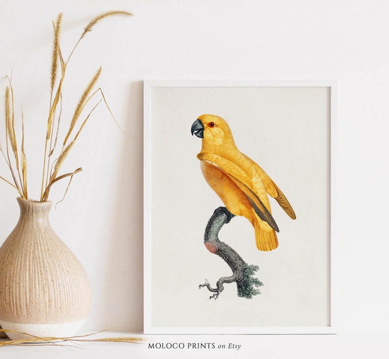 Senegal Parrot Bird Print Vintage Poster Animal Decor Gift | Etsy