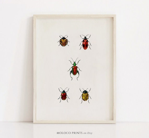 Antique Beetles Vintage Bug Insect Poster Animal Decor | Etsy