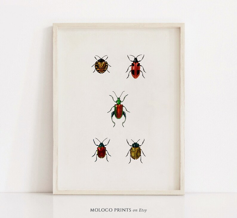 Antique Beetles Vintage Bug Insect Poster Animal Decor | Etsy