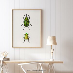 Scarab Beetle, Vintage Bug Insect Poster, Animal Decor, Printable Wall ...