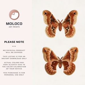 Attacus Promethea, Vintage Moth Butterfly Poster, Animal Decor ...