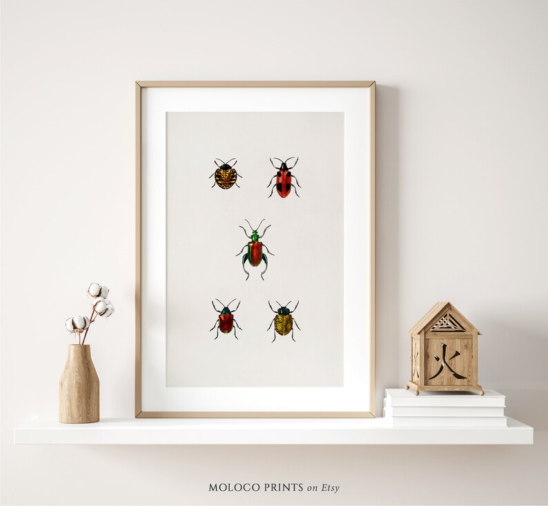 Antique Beetles Vintage Bug Insect Poster Animal Decor | Etsy