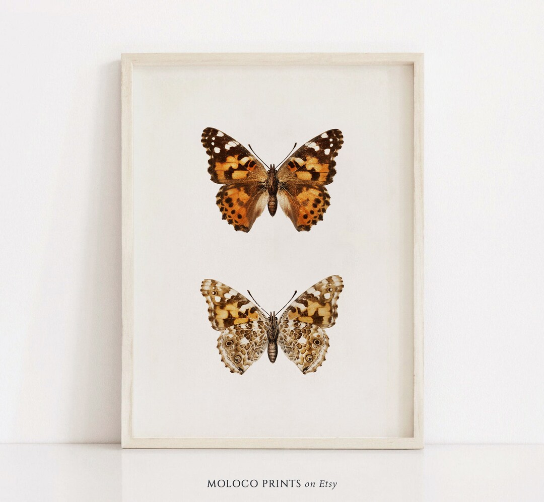 Painted Lady Butterfly, Vintage Insect Poster, Animal Decor, Printable ...