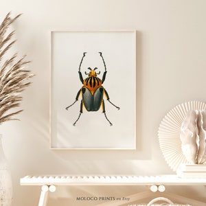 Goliath Beetle, Vintage Bug Insect Poster, Animal Decor Gift, Printable ...