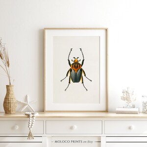Goliath Beetle, Vintage Bug Insect Poster, Animal Decor Gift, Printable ...