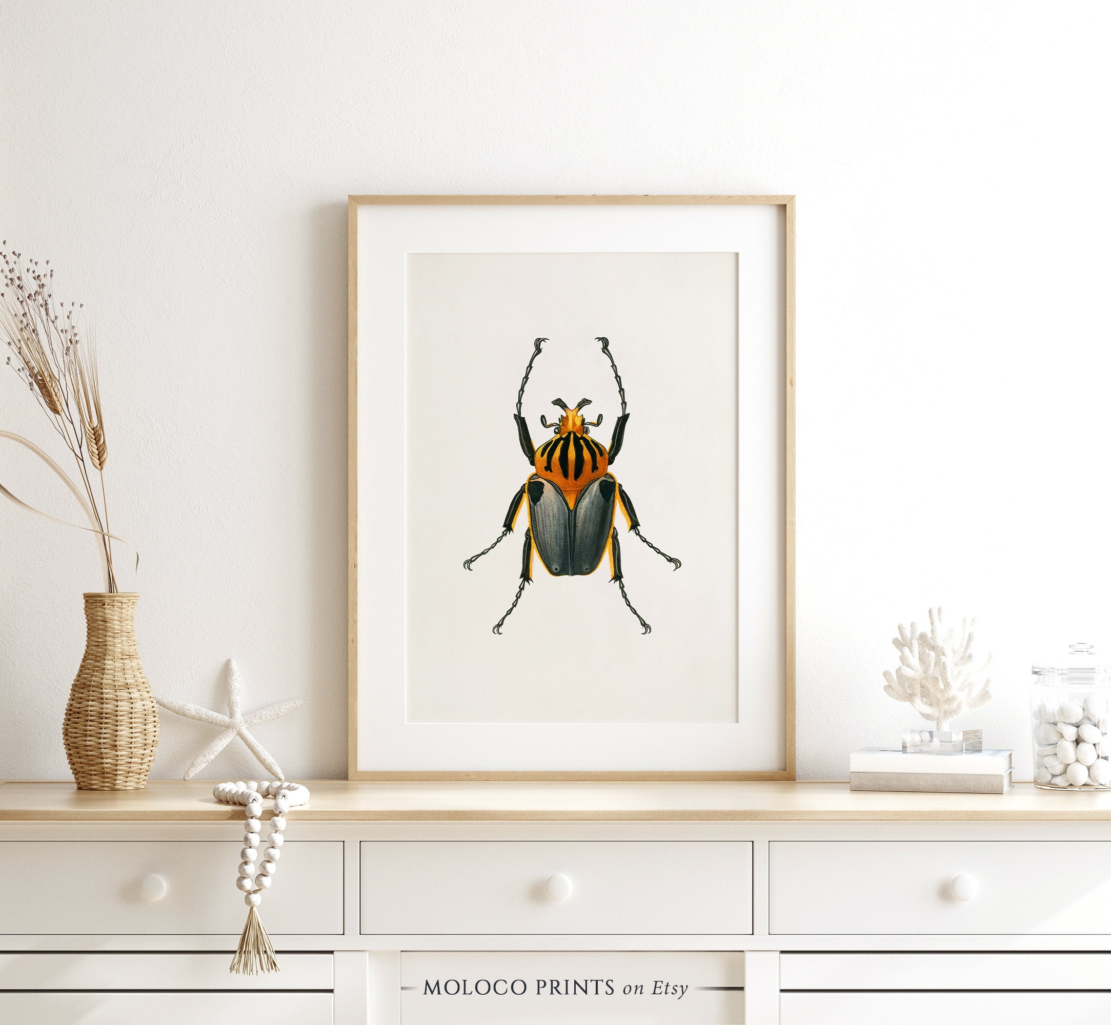Goliath Beetle Vintage Bug Insect Poster Animal Decor Gift | Etsy