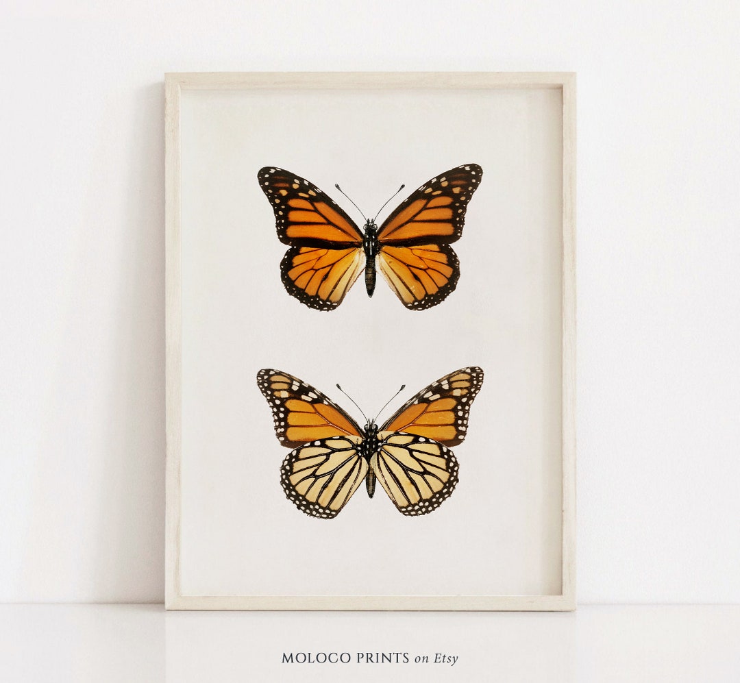 Monarch Butterfly, Vintage Bug Insect Poster, Animal Decor, Printable ...