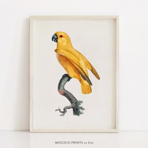Senegal Parrot, Bird Print Vintage Poster, Animal Decor Gift, Printable ...